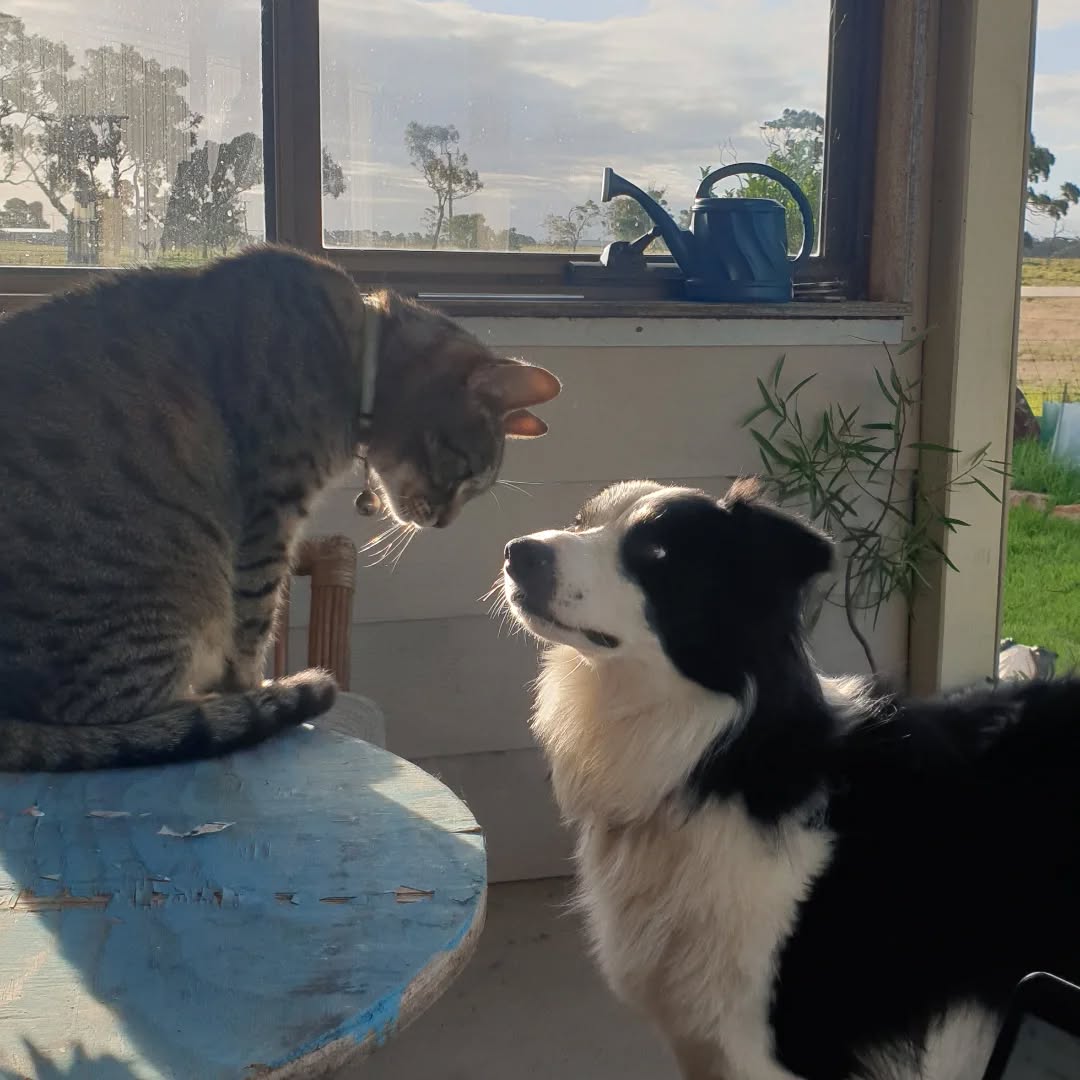 New Animals, New Offerings - ...metaphorically speaking